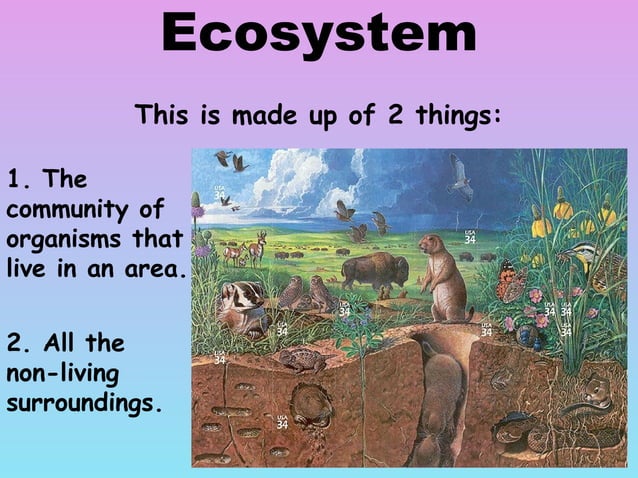 An Introduction To Ecosystems fsdnnn.ppt