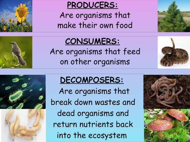 An Introduction To Ecosystems fsdnnn.ppt