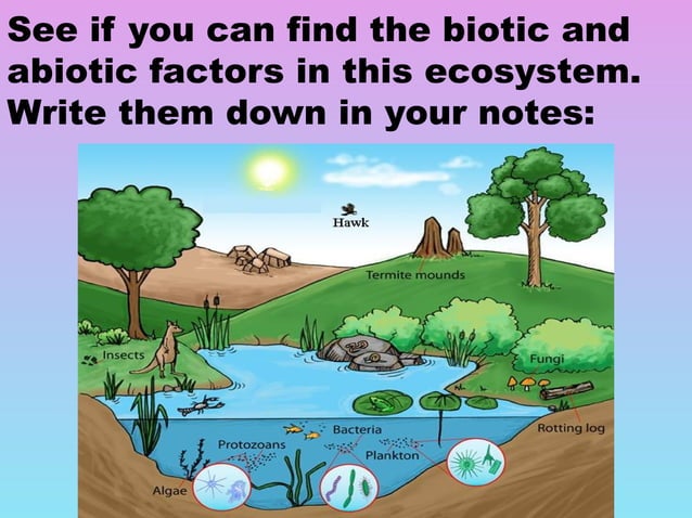 An Introduction To Ecosystems fsdnnn.ppt