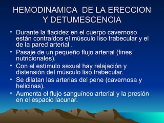 Ereccion-Peneana exposicion pregrado para urologia | PPT