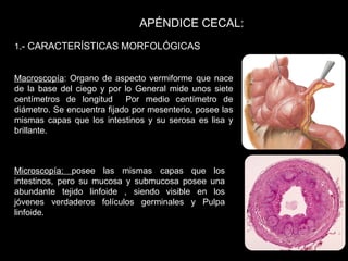 Patologia-Del-Apendice-Cecal, vista macroscopiac y microscopica | PPTX