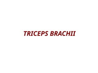 ABOUT THE MUSCLES TRICEPS LOCATED IN UPPER ARM | PPTX