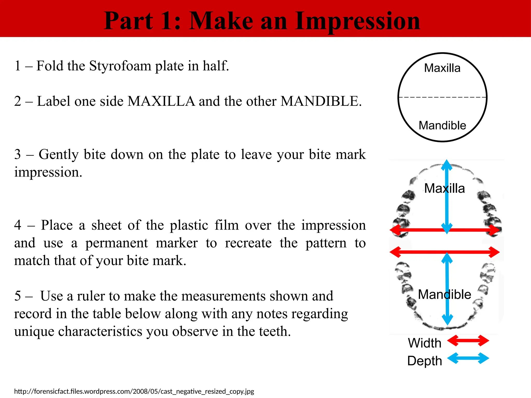 Bite Mark and Teeth Impression Evidences 12 | PPT