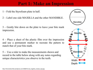Bite Mark and Teeth Impression Evidences 12 | PPT