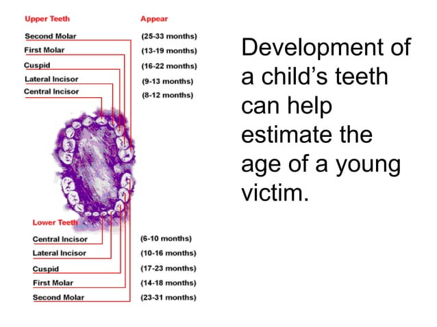 Bite Mark and Teeth Impression Evidences 12 | PPT