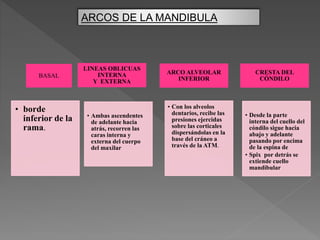 arquitectura-de-los-maxilares | PPTX