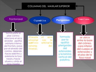 arquitectura-de-los-maxilares | PPTX