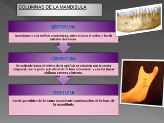 arquitectura-de-los-maxilares | PPTX