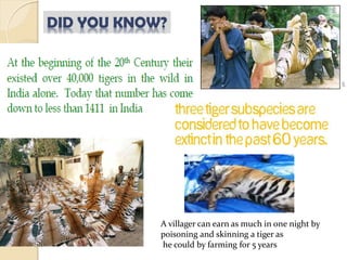 146694067-Tiger-Project-ppt.pdf73737ejie | PDF