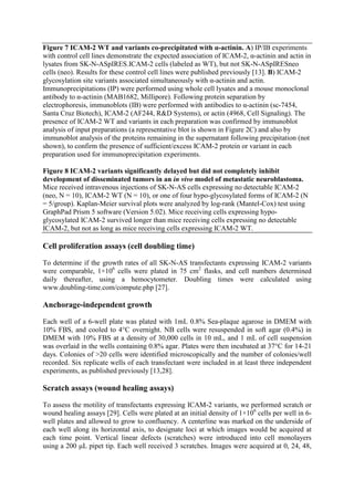 N-glycosylation of ICAM-2 is required for ICAM-2- mediated complete ...