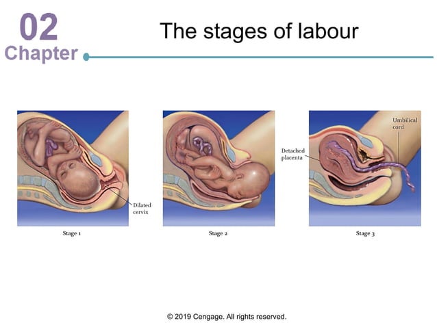 Development Psychology: Biological foundations | PPT