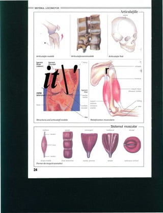 147776902 atlas-anatomie-color | PDF