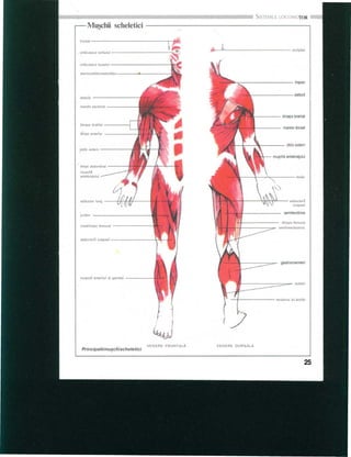147776902 atlas-anatomie-color | PDF