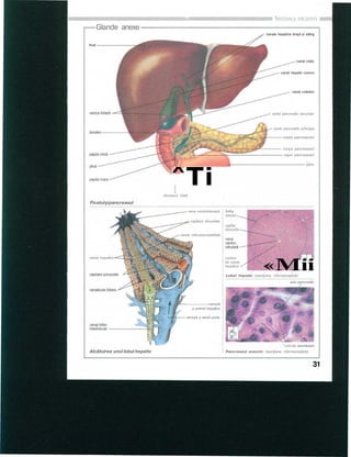 147776902 atlas-anatomie-color | PDF