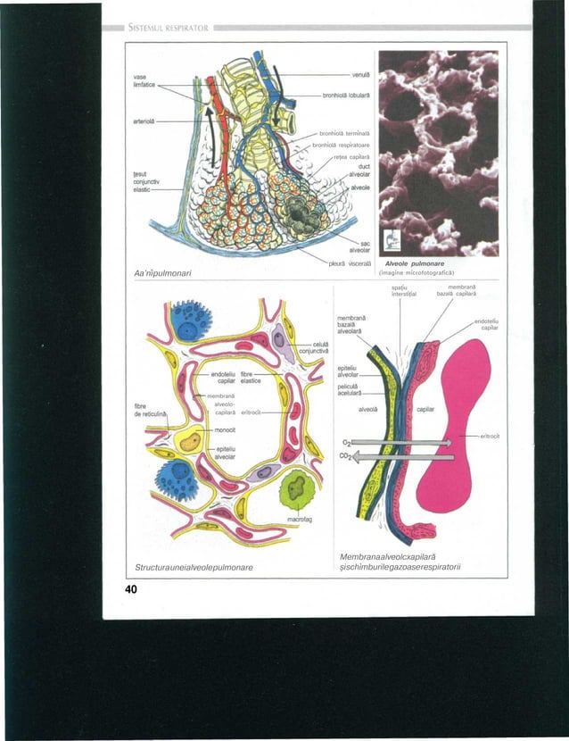 147776902 atlas-anatomie-color | PDF