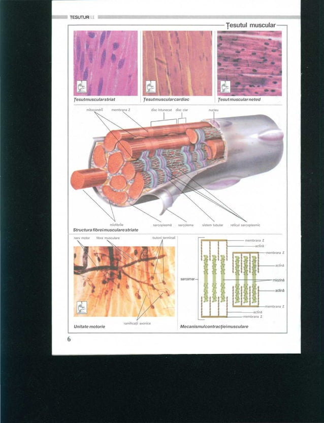 147776902 atlas-anatomie-color | PDF