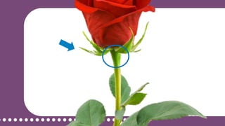 Ciri ciri bunga sempurna dan tidak sempurna | PPSX