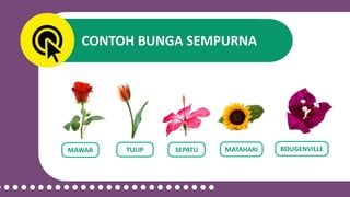 Ciri ciri bunga sempurna dan tidak sempurna | PPSX