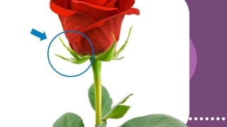 Ciri ciri bunga sempurna dan tidak sempurna | PPSX