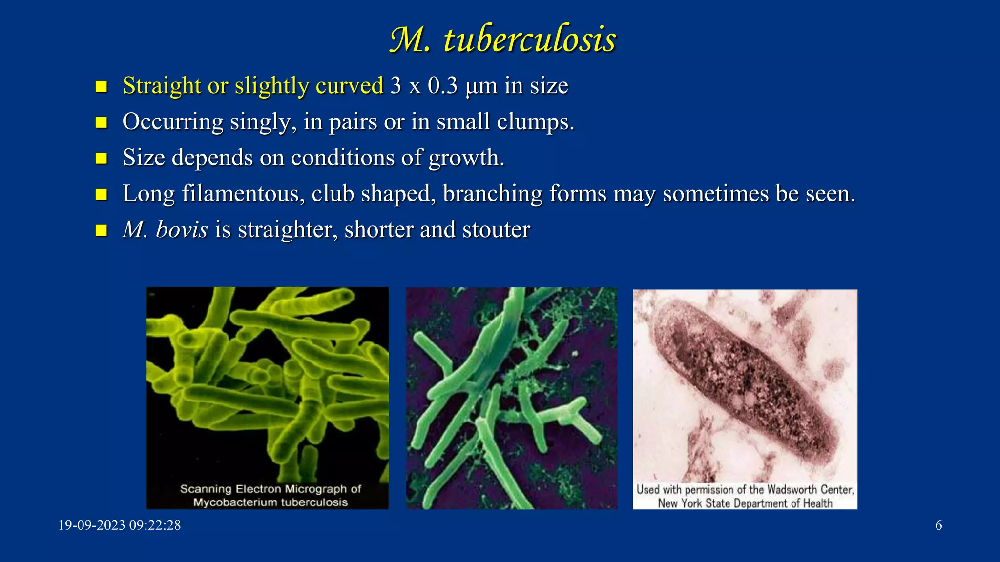 Mycobacterium Tuberculosis.pptx
