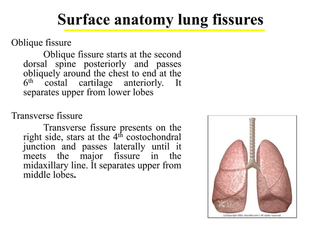 14828percussion_and_auscultation_of_the_chest[1].pdf
