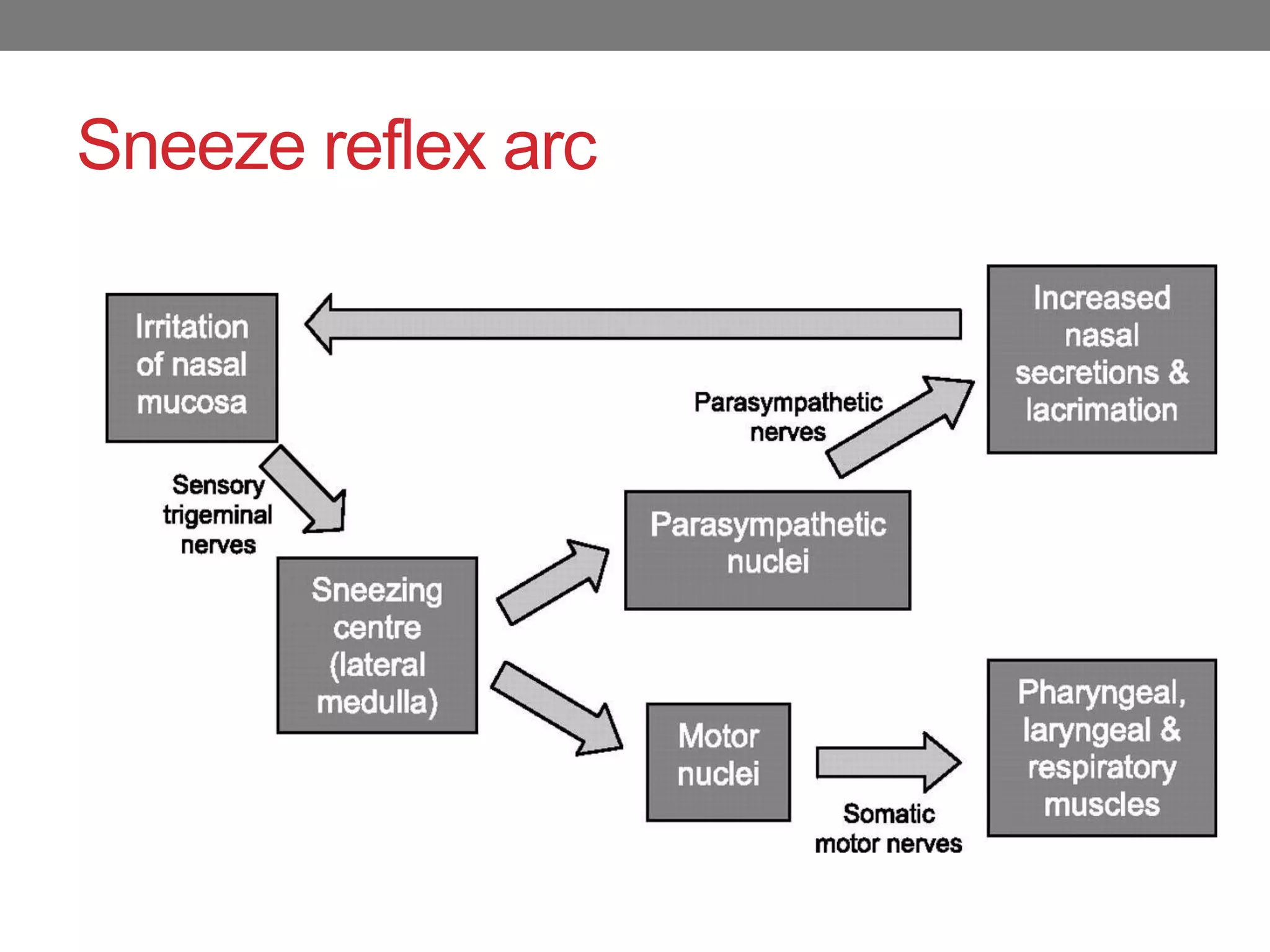 Mechanism of cough and sneeze reflex | PPTX
