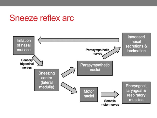 Mechanism of cough and sneeze reflex | PPTX | Lung and Respiratory ...