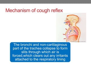 Mechanism of cough and sneeze reflex | PPTX