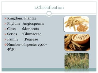 poaceae | PPTX