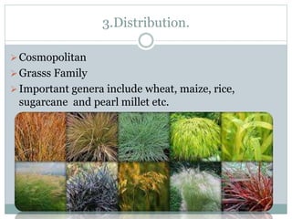 poaceae | PPTX
