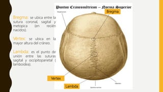 Cráneo | PPTX