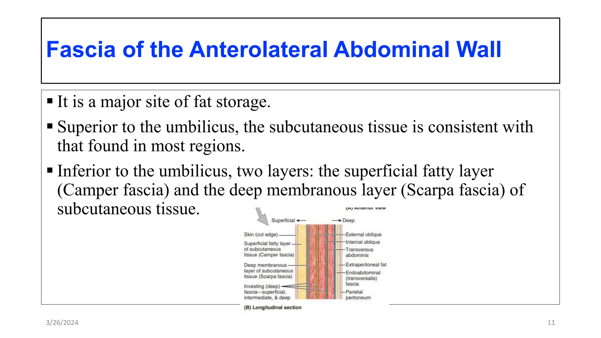 14 Abdominal Wall Anatomy and Inguinal Anatomy ppt.pptx