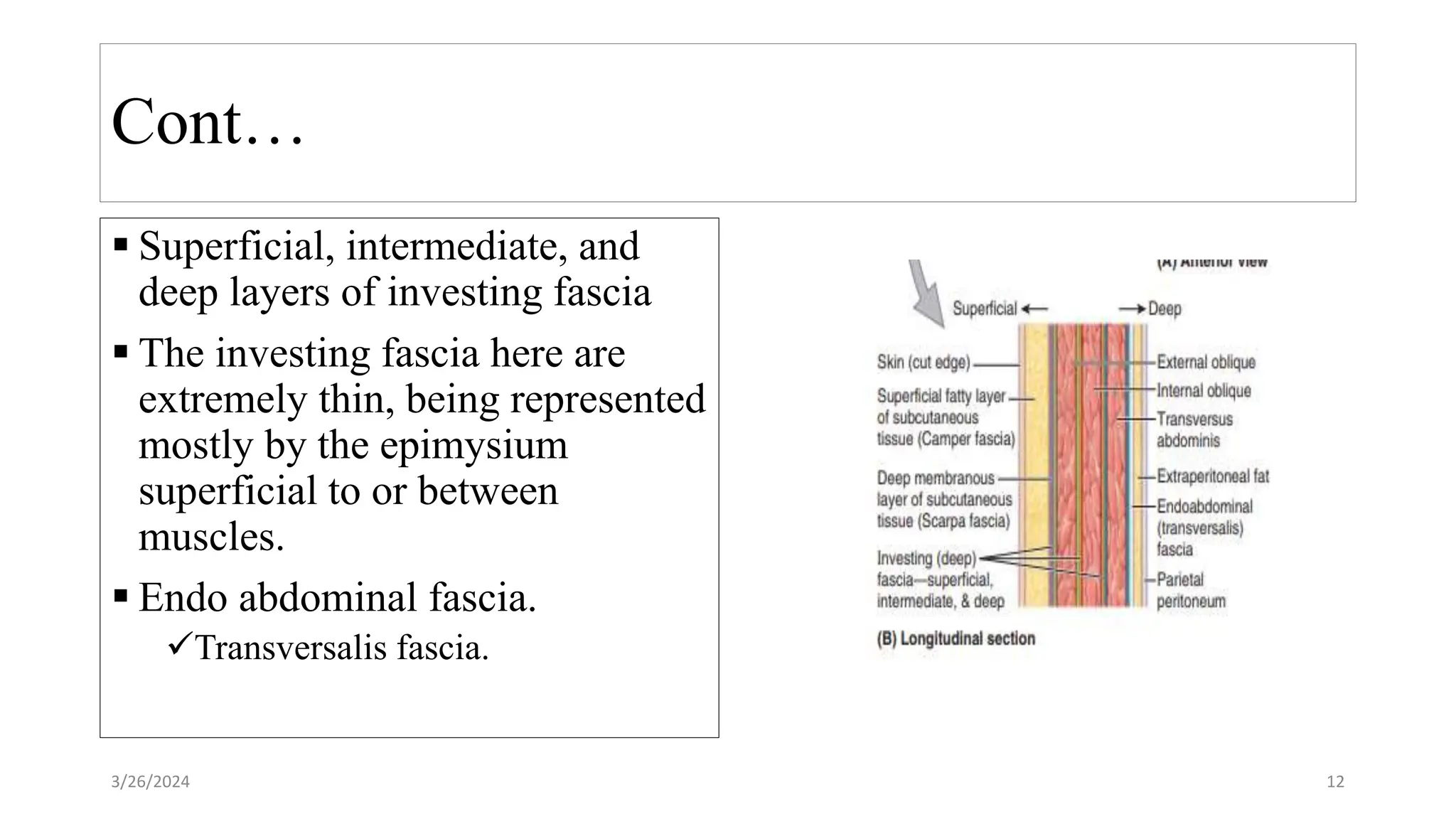 14 Abdominal Wall Anatomy and Inguinal Anatomy ppt.pptx