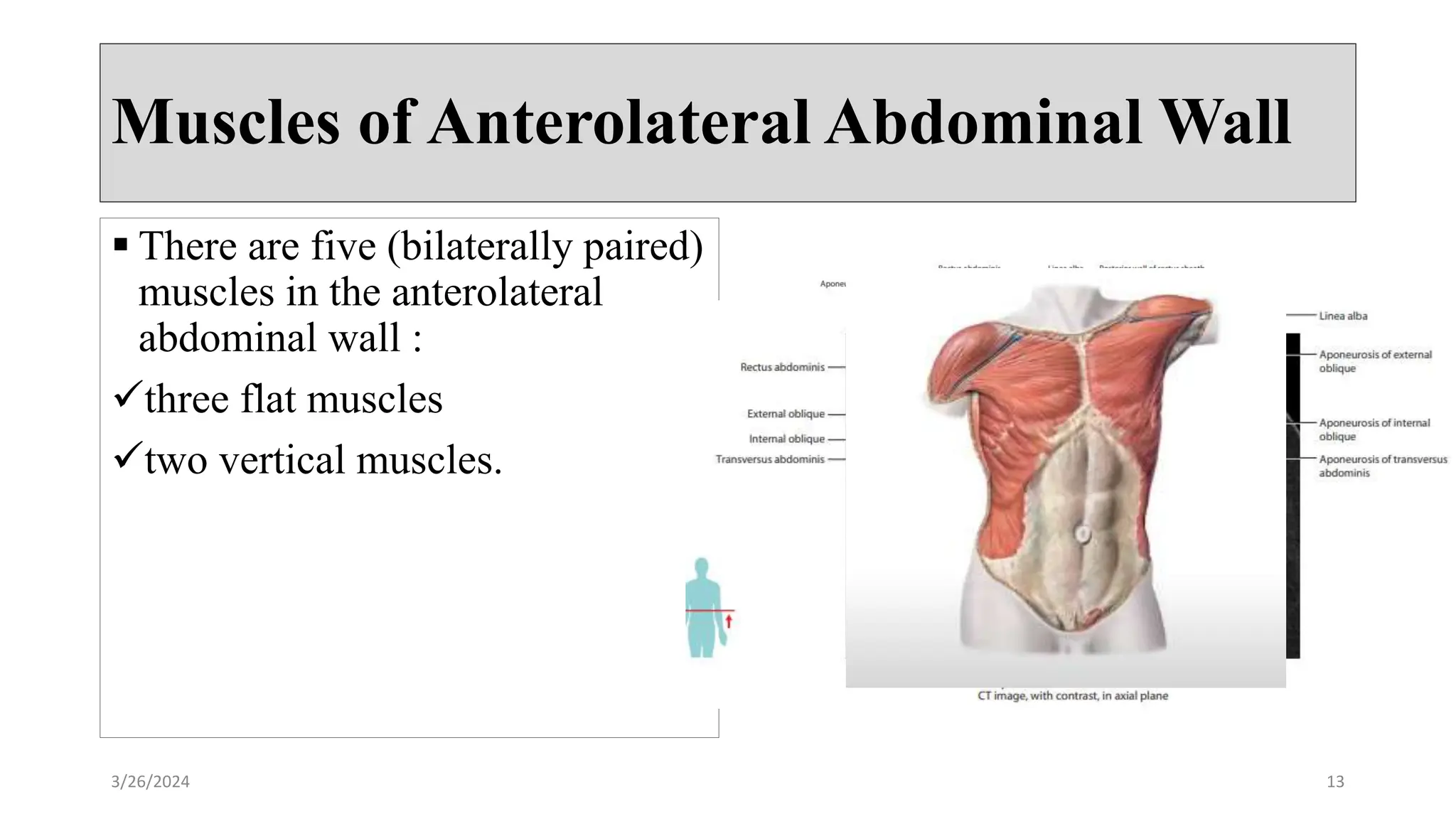 14 Abdominal Wall Anatomy and Inguinal Anatomy ppt.pptx