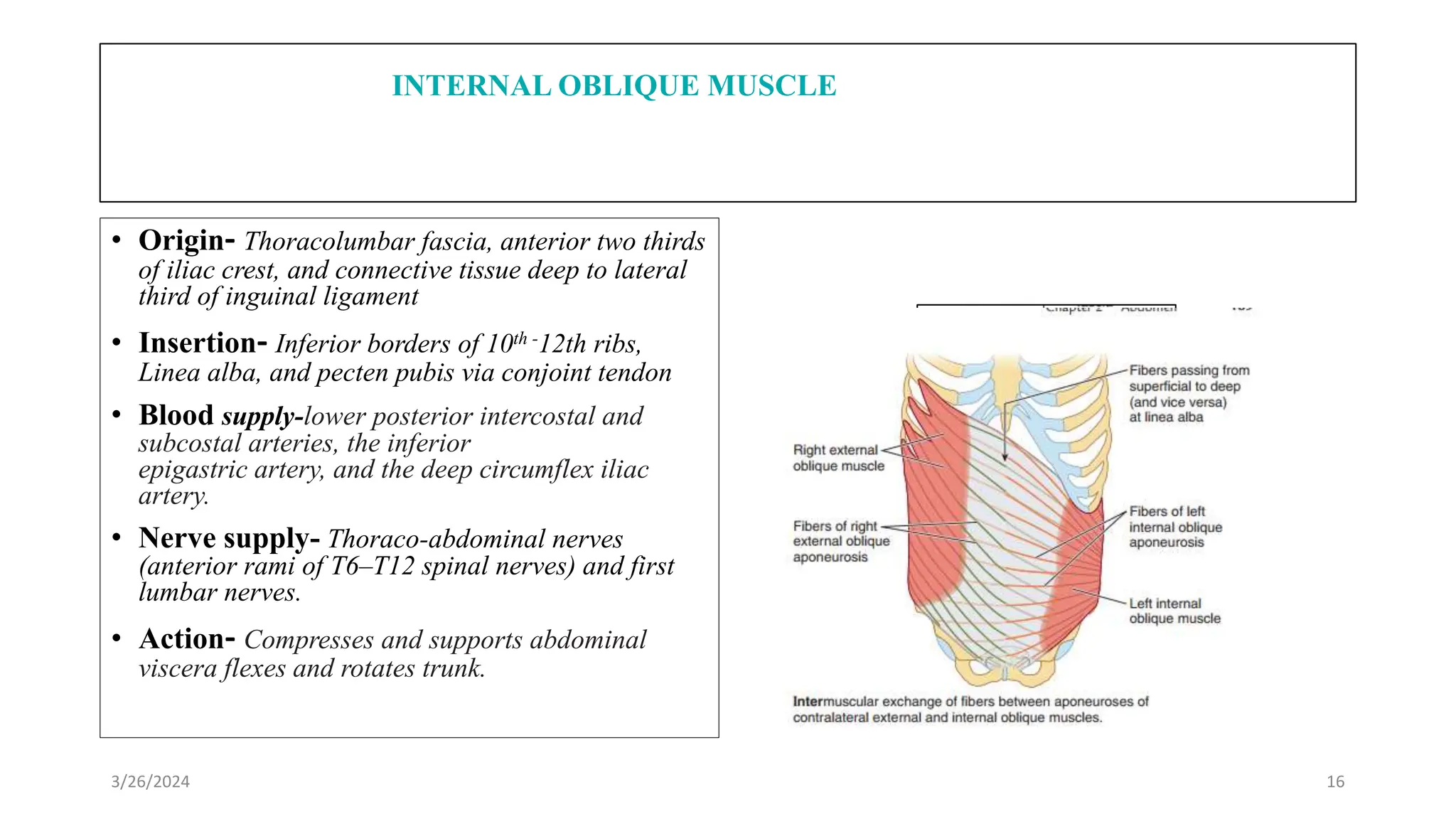 14 Abdominal Wall Anatomy and Inguinal Anatomy ppt.pptx