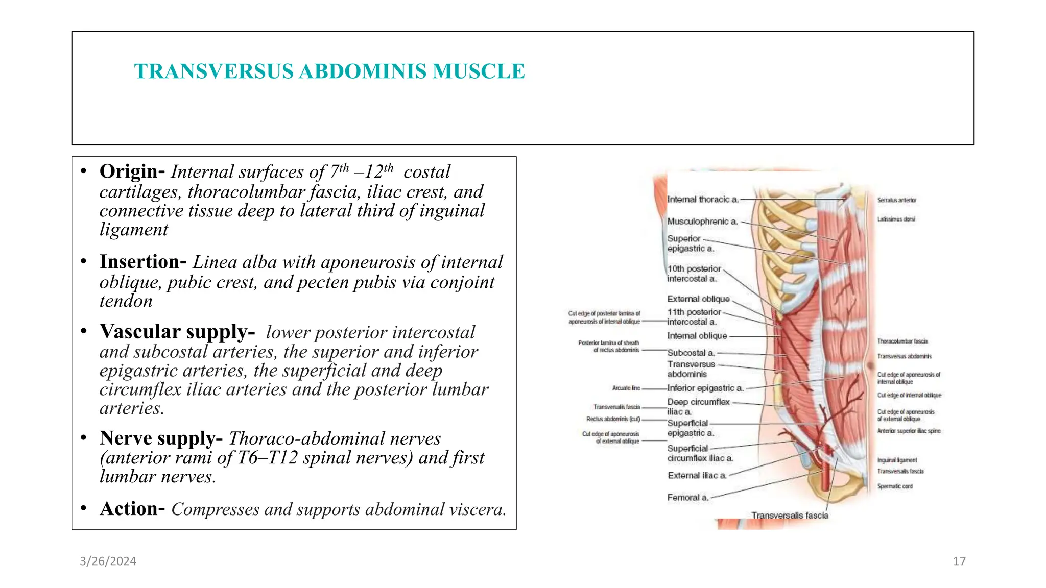 14 Abdominal Wall Anatomy and Inguinal Anatomy ppt.pptx