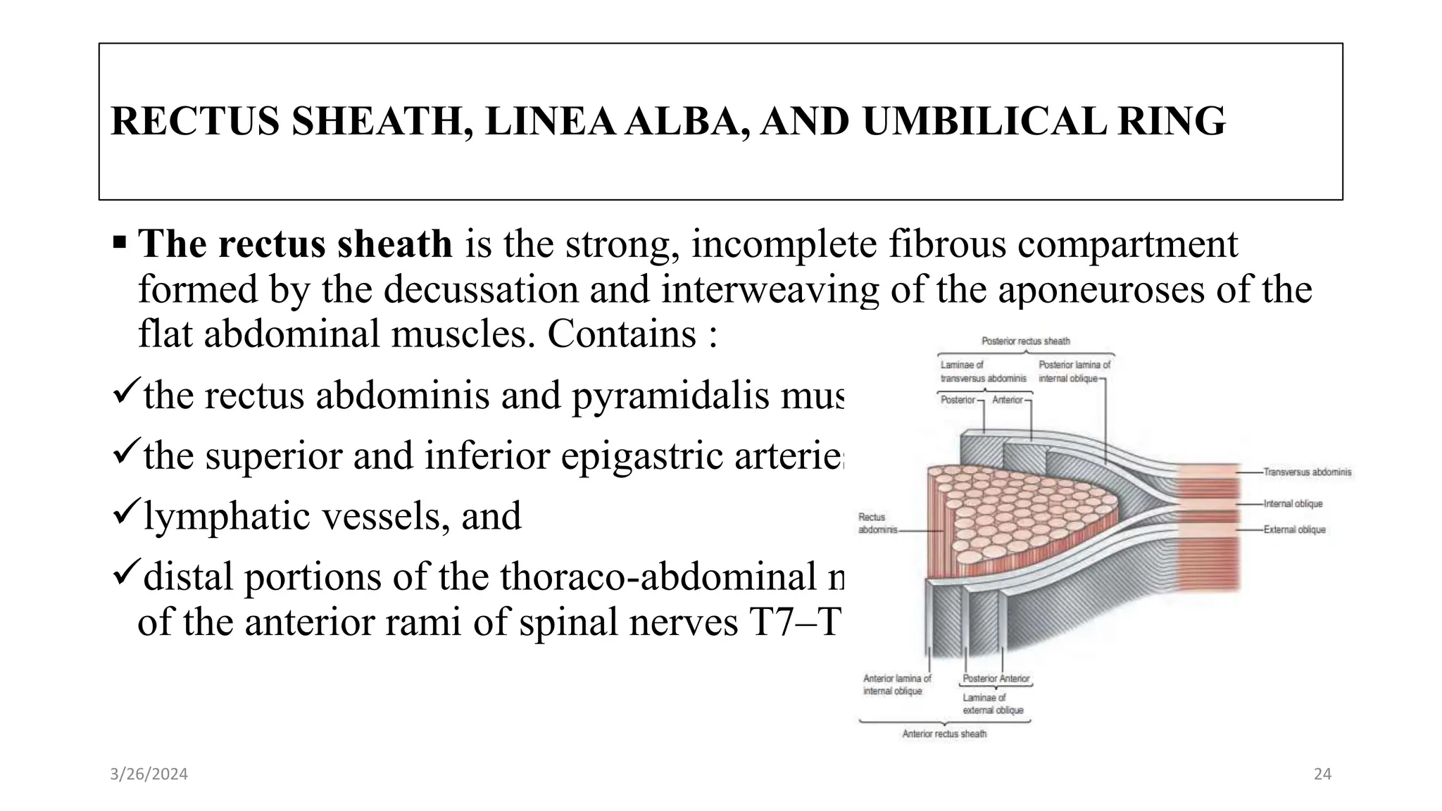 14 Abdominal Wall Anatomy and Inguinal Anatomy ppt.pptx