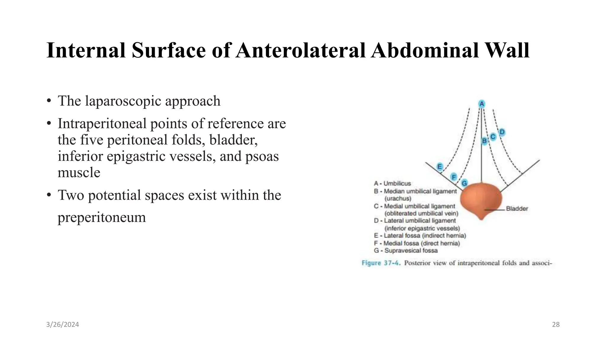 14 Abdominal Wall Anatomy and Inguinal Anatomy ppt.pptx