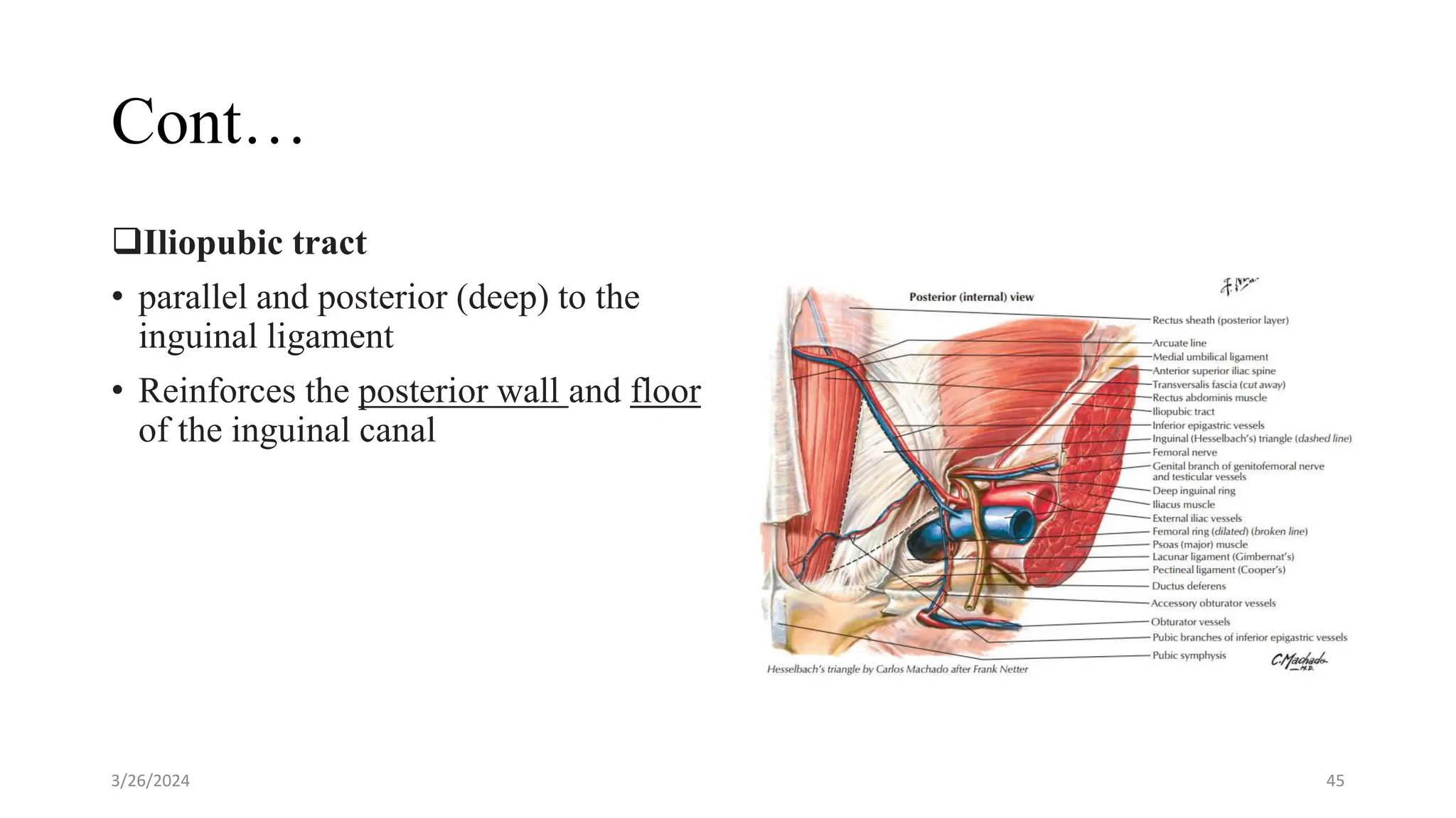 14 Abdominal Wall Anatomy and Inguinal Anatomy ppt.pptx