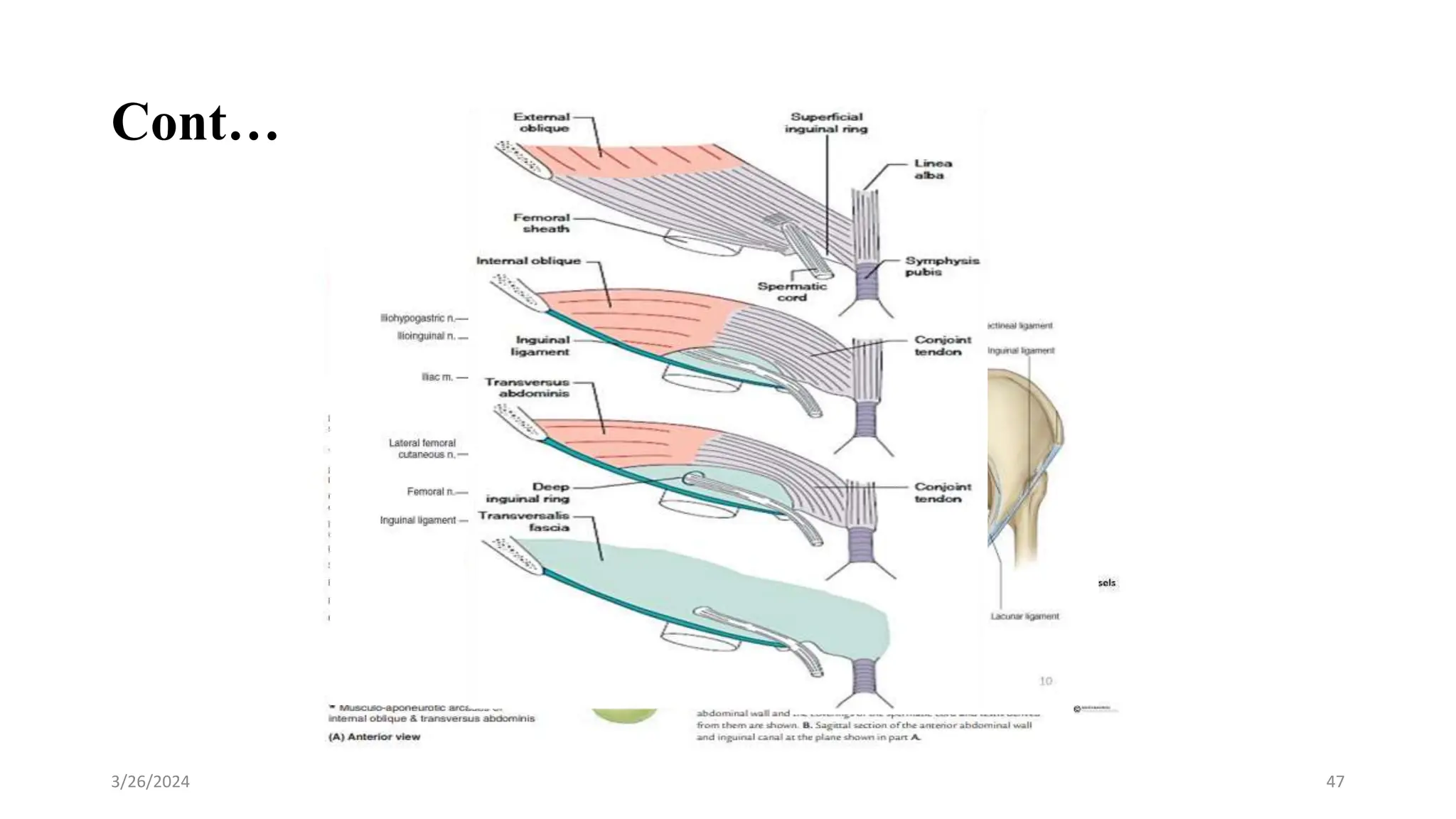 14 Abdominal Wall Anatomy and Inguinal Anatomy ppt.pptx