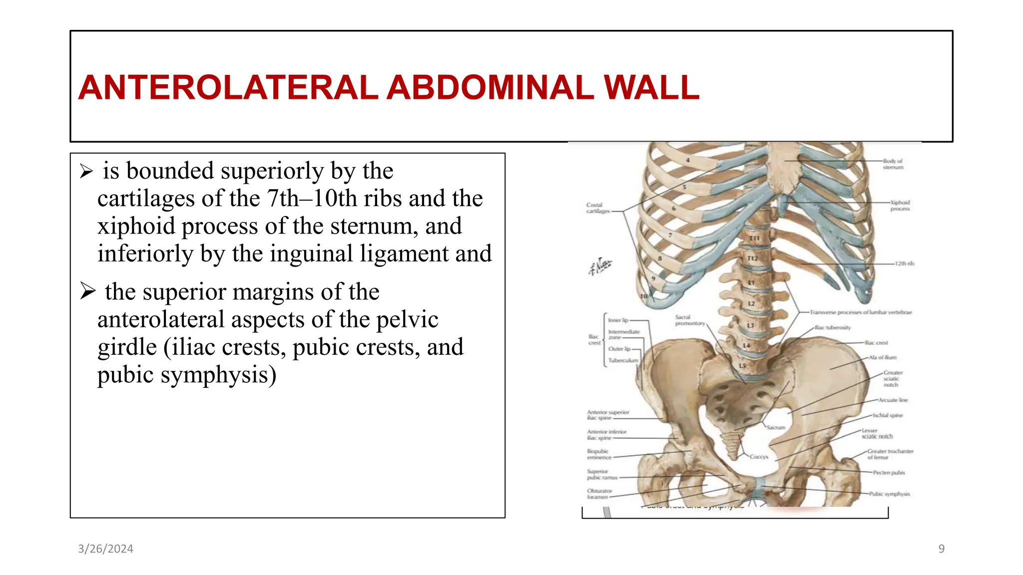 14 Abdominal Wall Anatomy and Inguinal Anatomy ppt.pptx