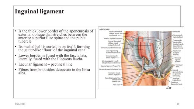 14 Abdominal Wall Anatomy and Inguinal Anatomy ppt.pptx