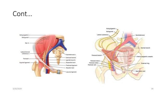 14 Abdominal Wall Anatomy and Inguinal Anatomy ppt.pptx