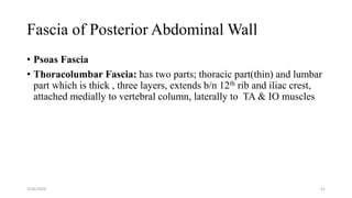 14 Abdominal Wall Anatomy and Inguinal Anatomy ppt.pptx