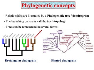 Molecular Phylogenetics | PPTX