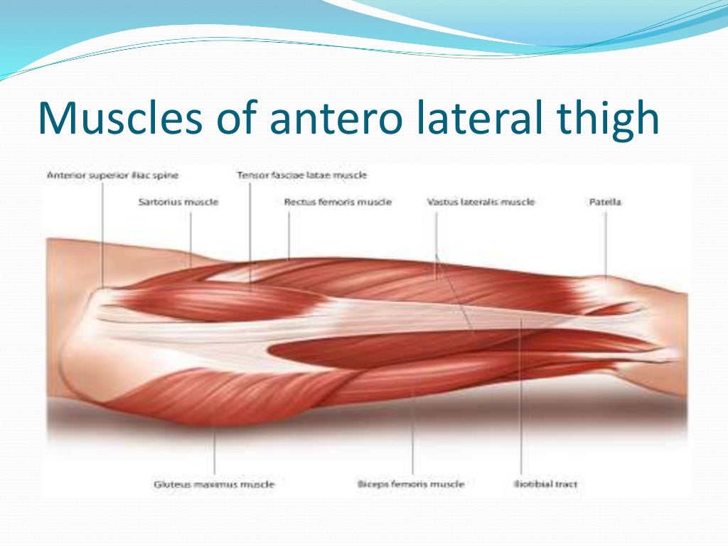 anterolateral thigh flap