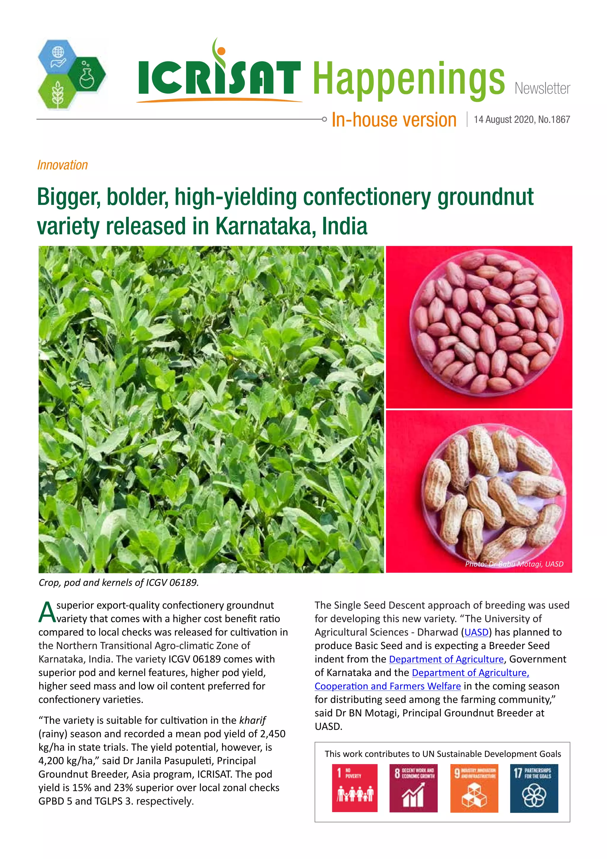 Bigger, bolder, high-yielding confectionery groundnut variety released ...