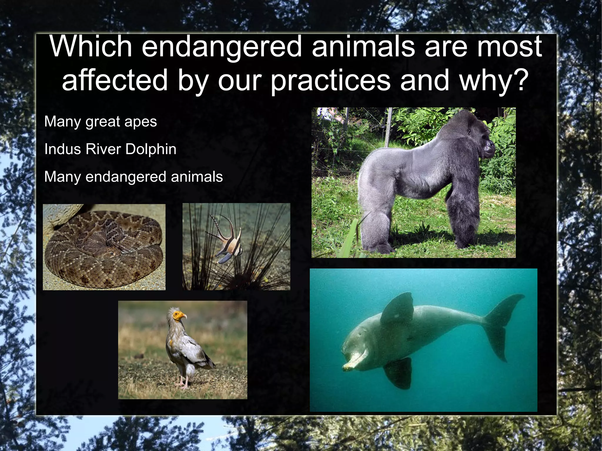Endangered Animals | ODP