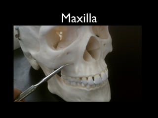 14 bones of the face | KEY