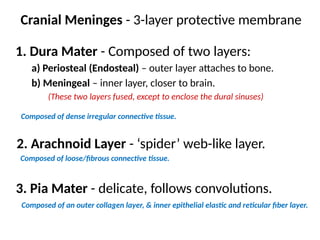 #14 Brain Stem and CSF Anatomy .pptx